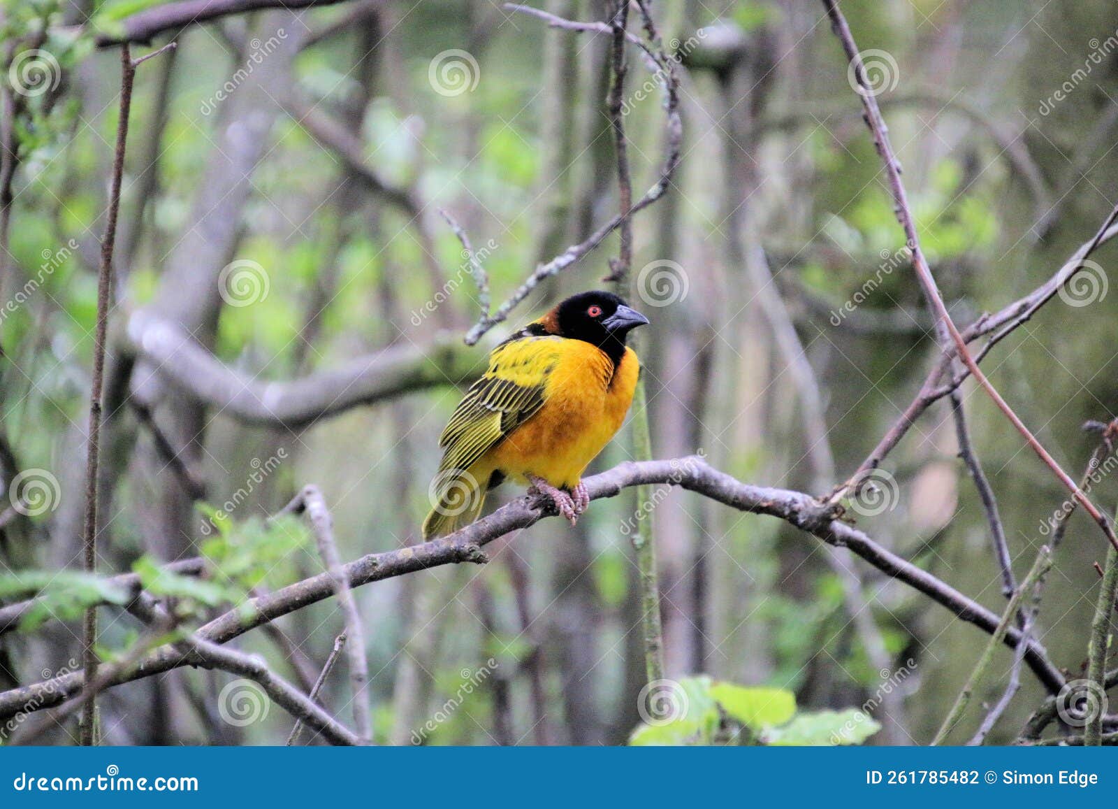 A view of a Weaver Bird stock photo. Image of bald, nature - 261785482
