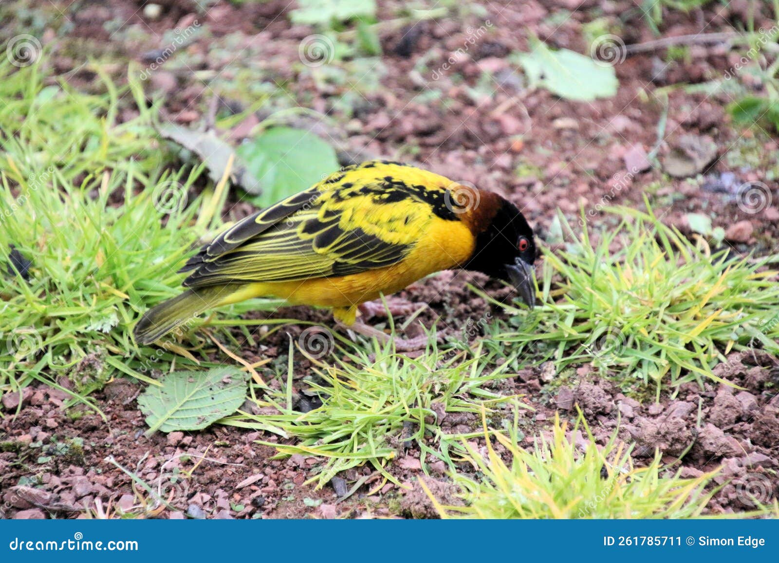 A view of a Weaver Bird stock image. Image of post, flamingo - 261785711