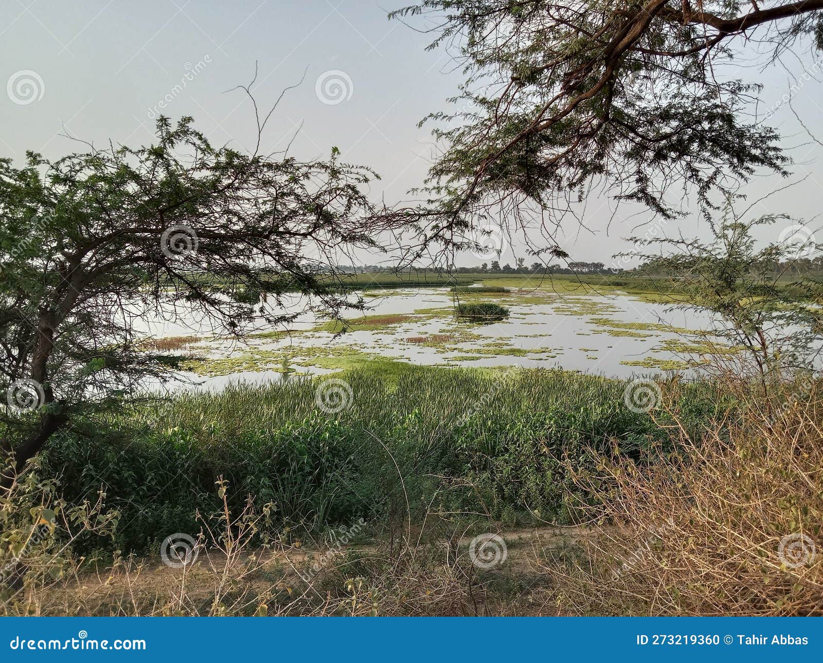 A view of wetland stock photo. Image of nature, woodland - 273219360