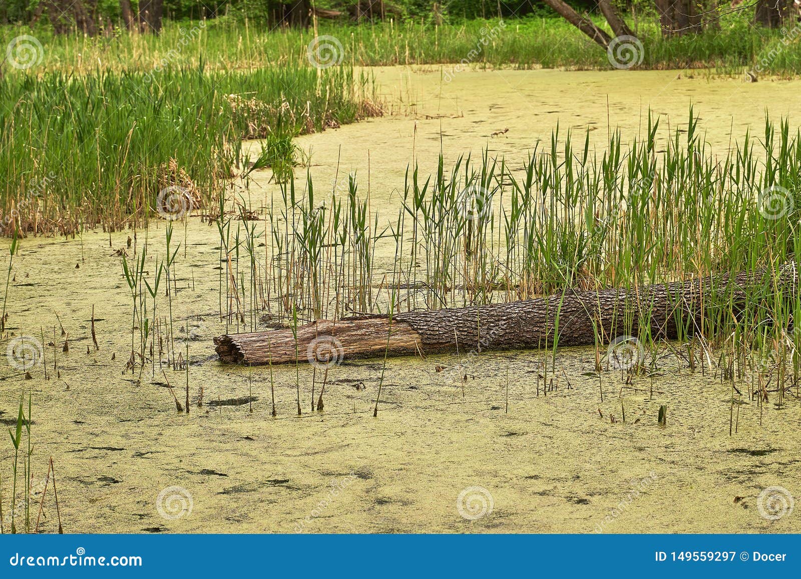 Wetland Ecosystem, With Various Plants And Animals Coexisting In ...