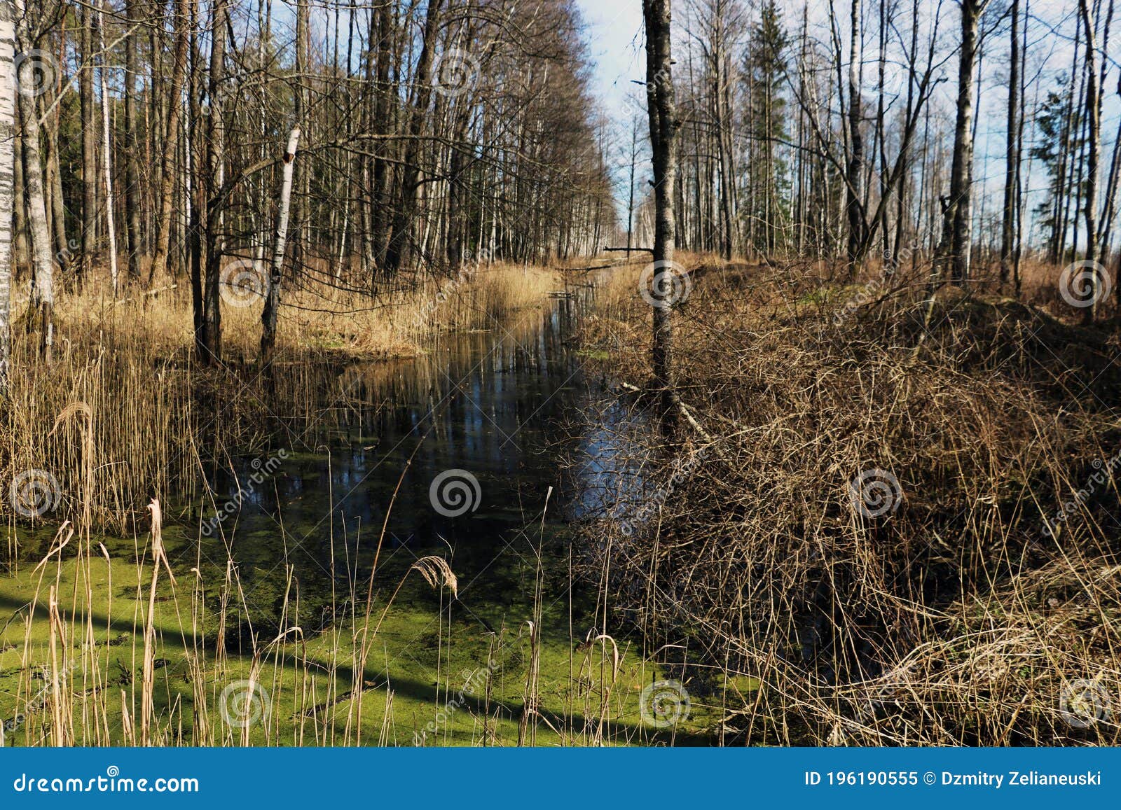 View of the Wetland in the Forest Stock Image - Image of environment ...