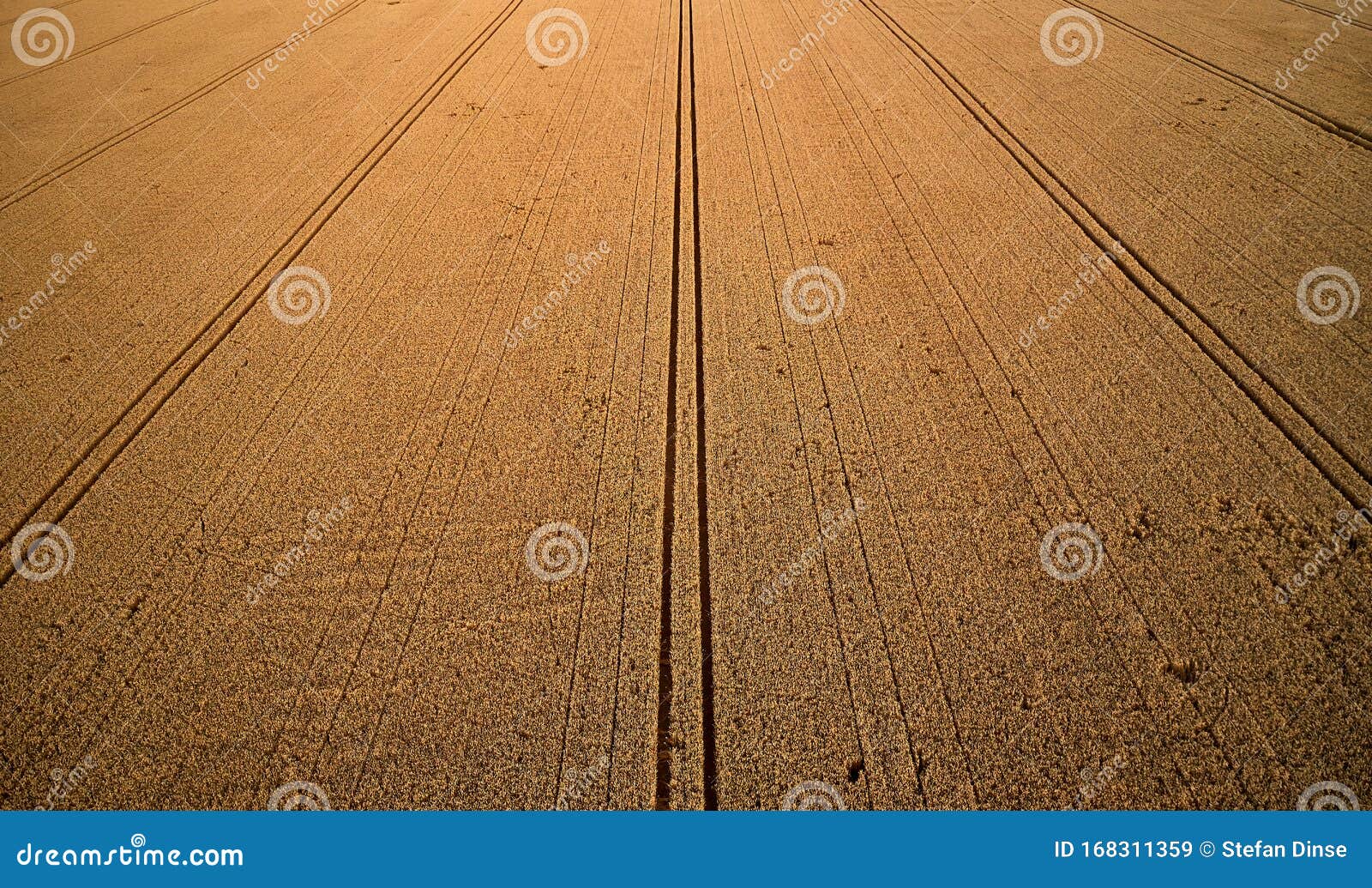 View on a Wheat Field from the Air Stock Image - Image of wheat, rural ...