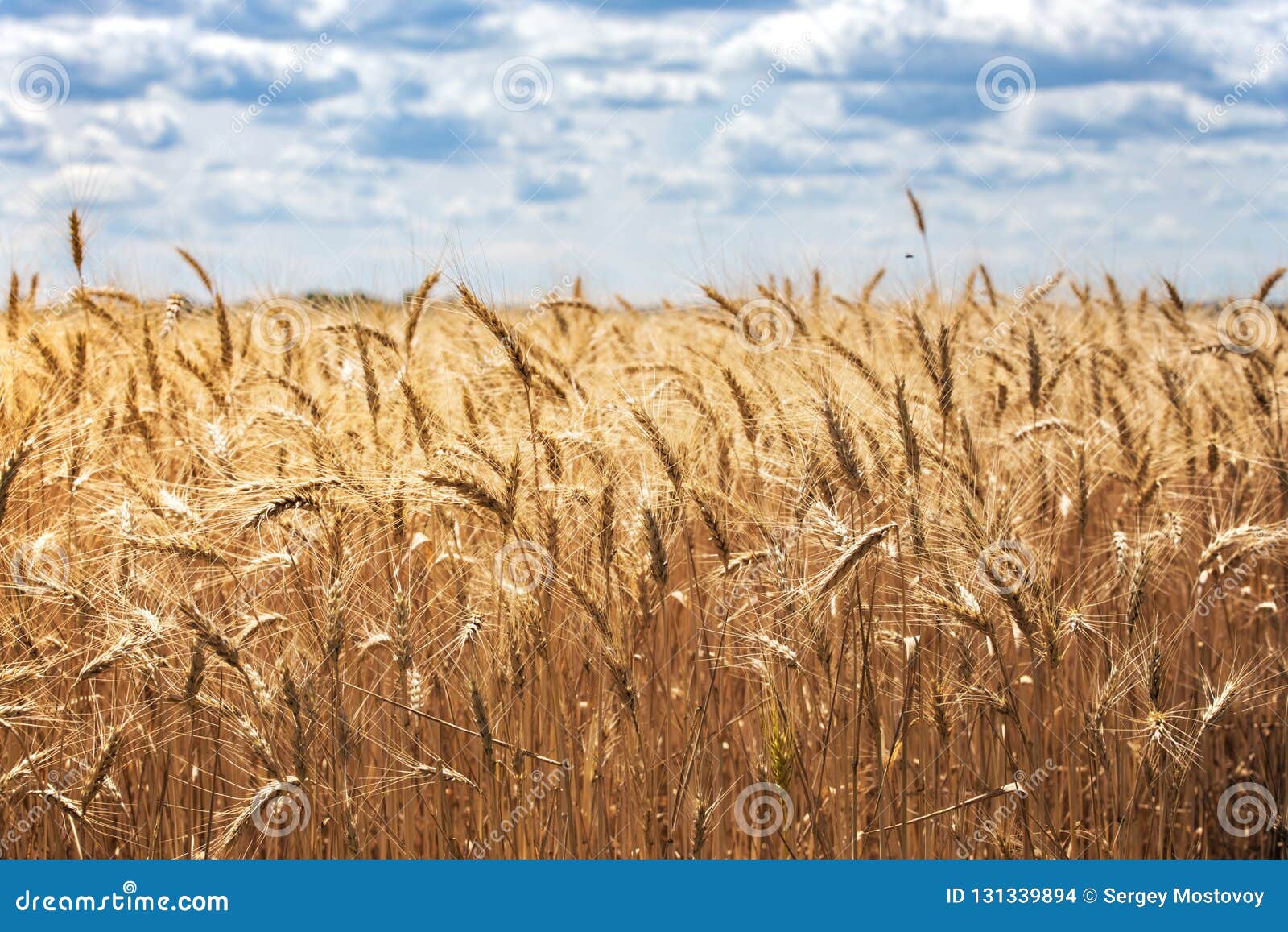 View at the wheat field stock photo. Image of spica - 131339894