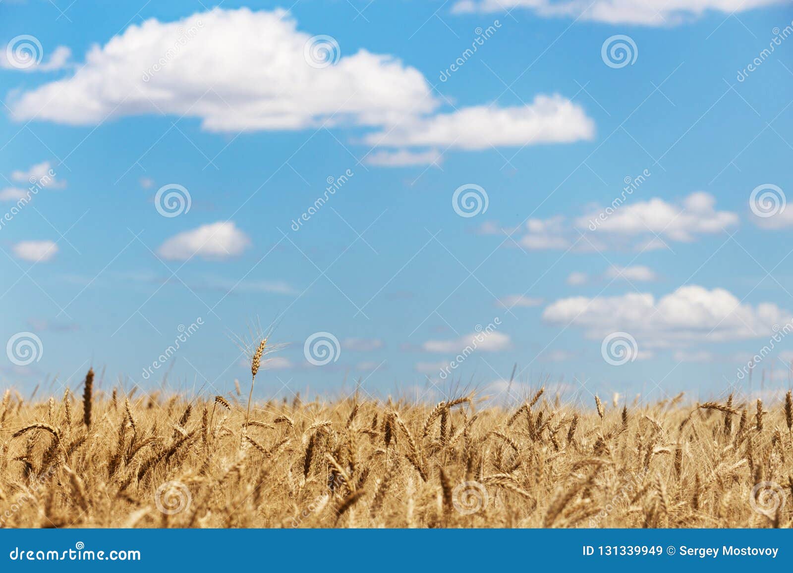 View at the wheat field stock image. Image of harvest - 131339949