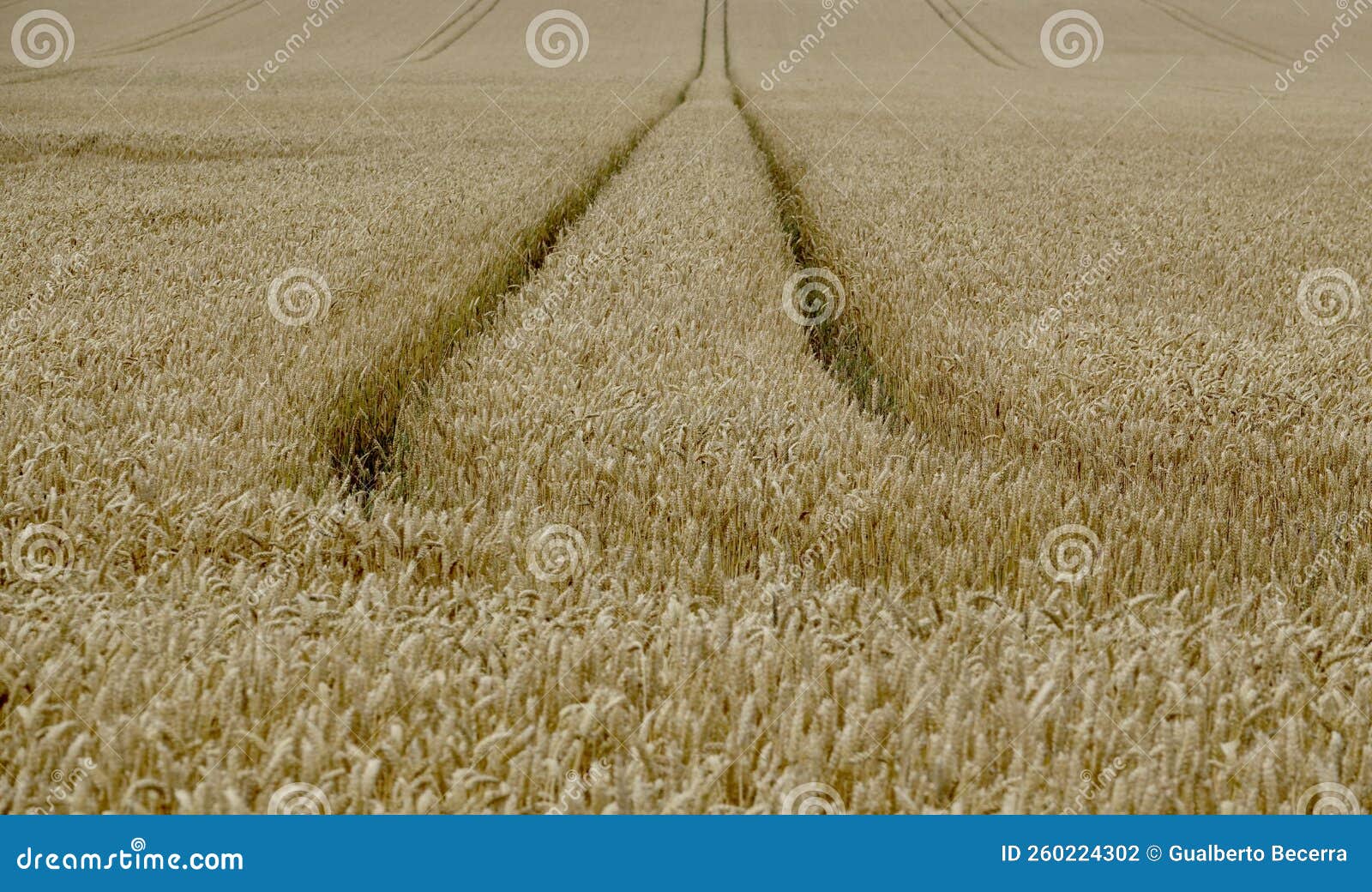 View of a wheat field stock photo. Image of scenic, stem - 260224302