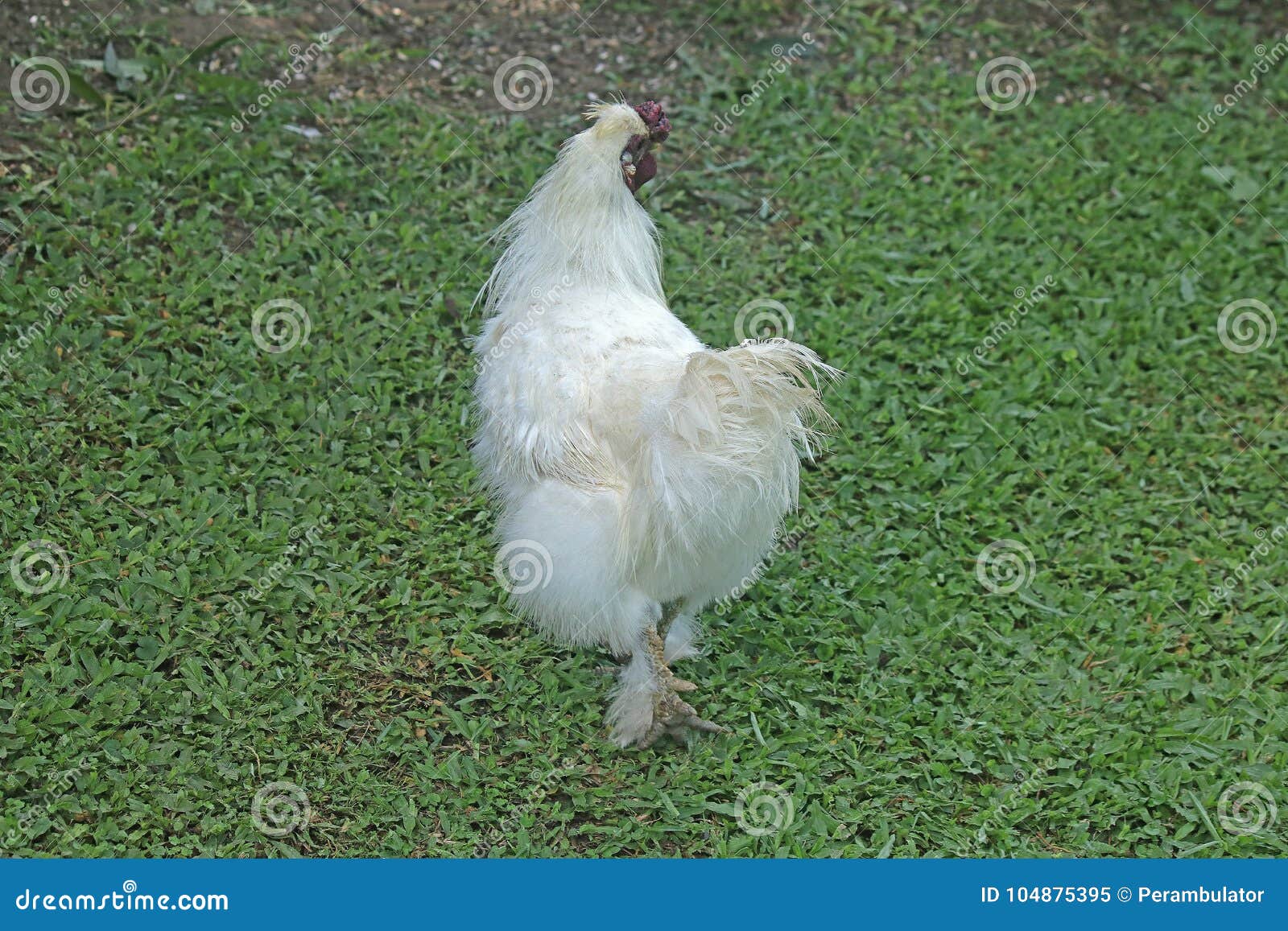 WHITE BANTAM HEN from BEHIND Stock Image - Image of back, colours ...