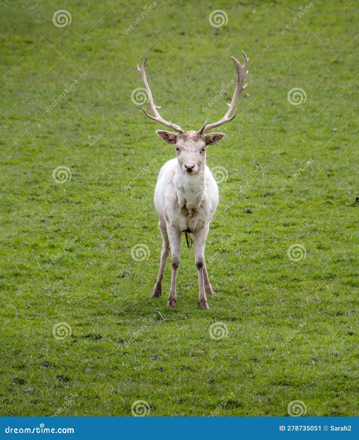 View of a White Fallow Deer Stag. Stock Image - Image of outdoor, front ...