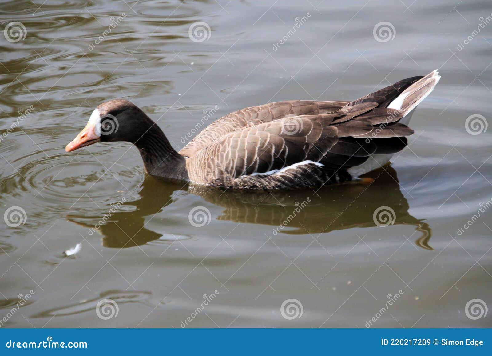 A View of a White Fronted Goose Stock Image - Image of barren, crested ...