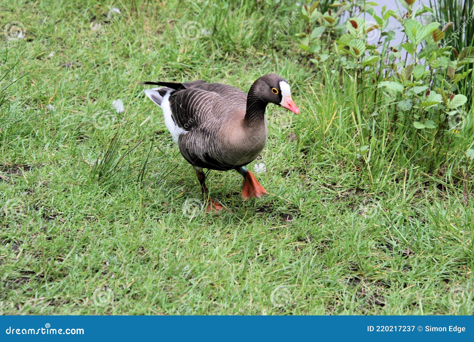 A View of a White Fronted Goose Stock Image - Image of cygnet, crested ...