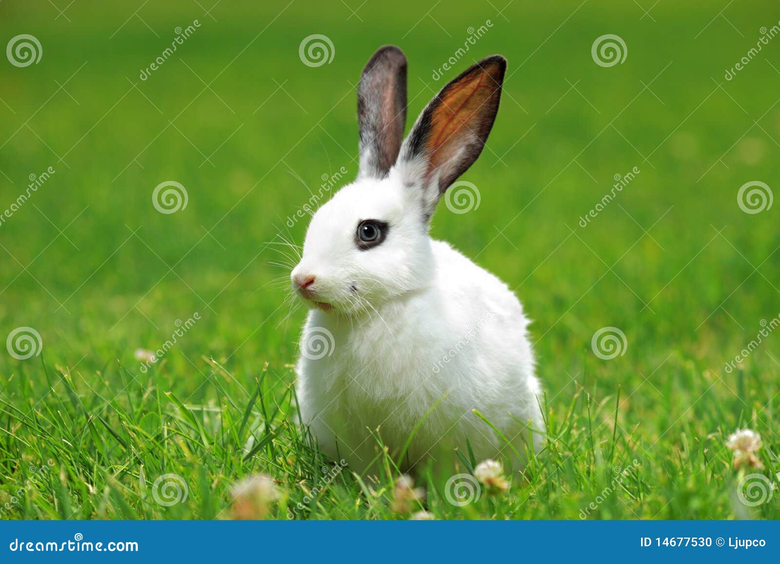 A View of a White Rabbit on a Grass Stock Photo - Image of mammal ...
