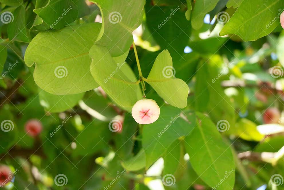 White Rose apple on tree stock image. Image of petal - 228509961