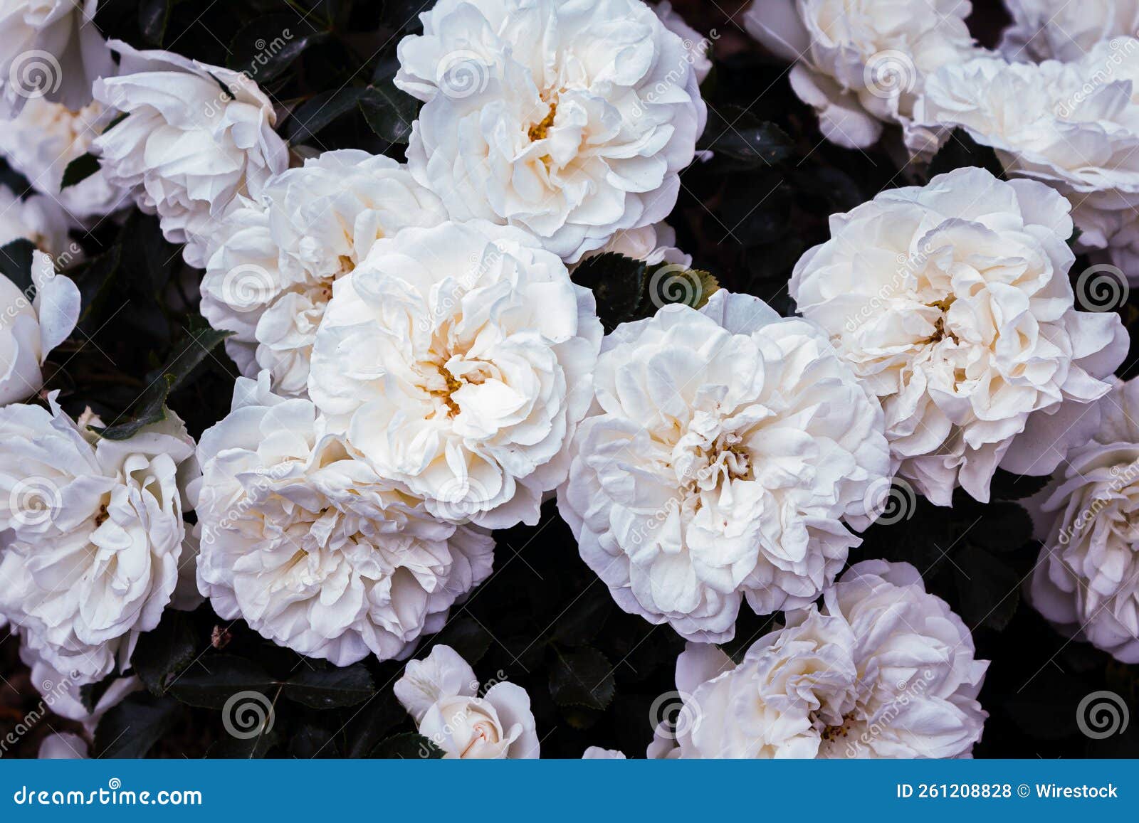 View of the White Roses Beautifully Bloomed in the Garden, Suitable for ...