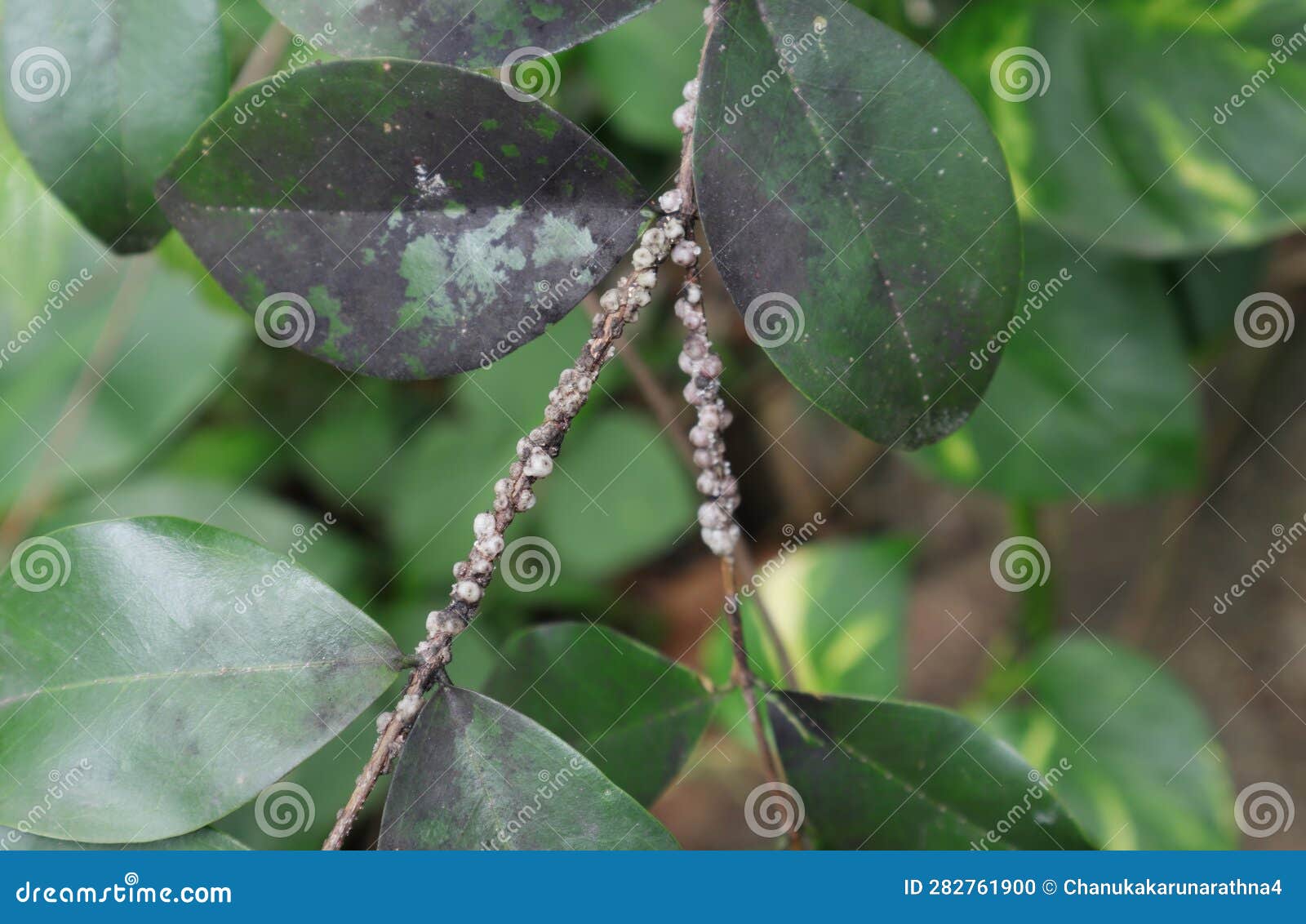 View of the White Scale Insects in Different Development Stages Sticks ...
