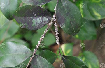 View of the White Scale Insects in Different Development Stages Sticks ...