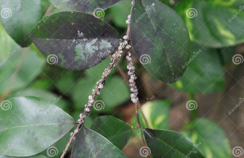 View of the White Scale Insects in Different Development Stages Sticks ...