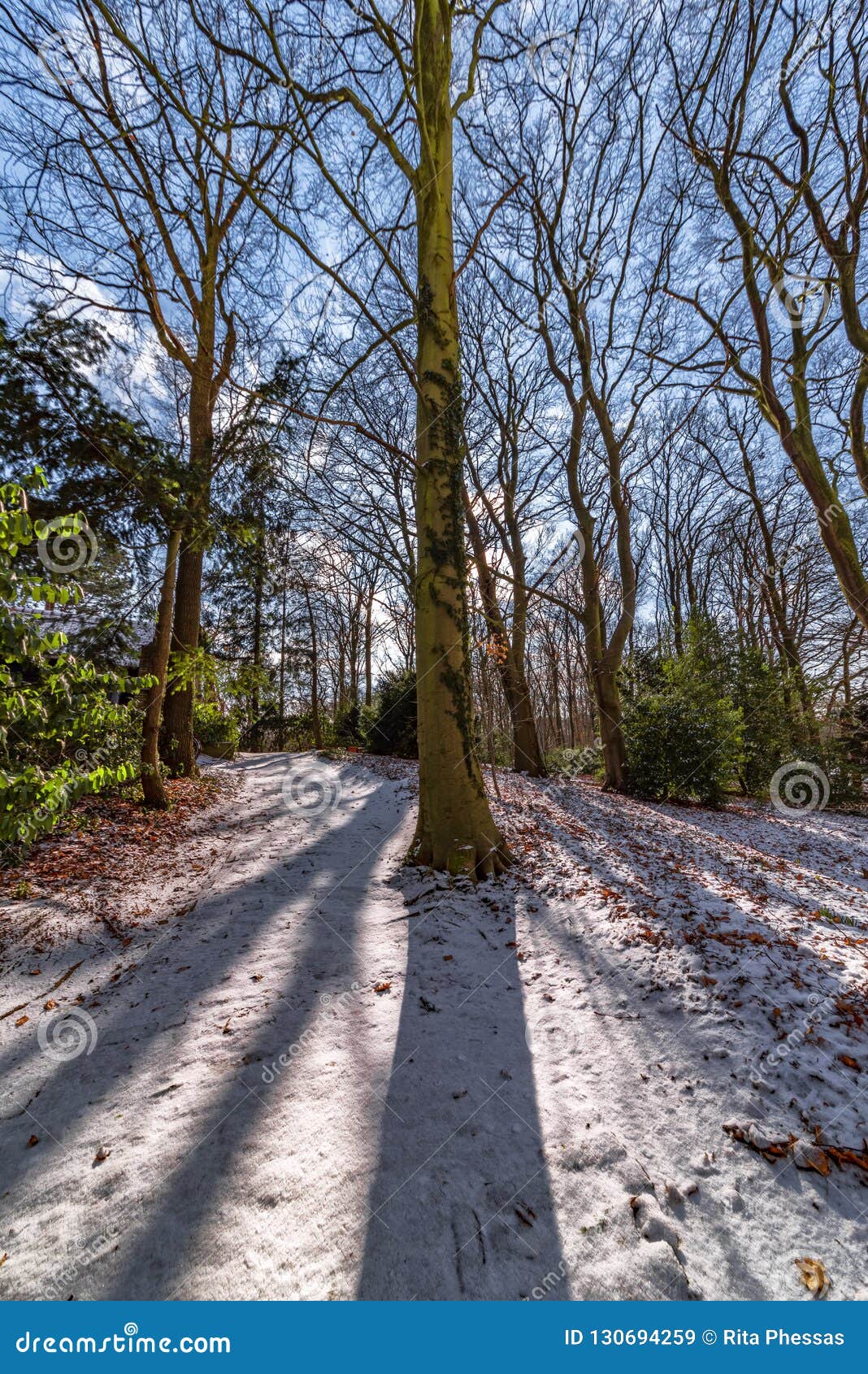 View of a White Snowy Forest Path, at the End of the Afternoon with a ...
