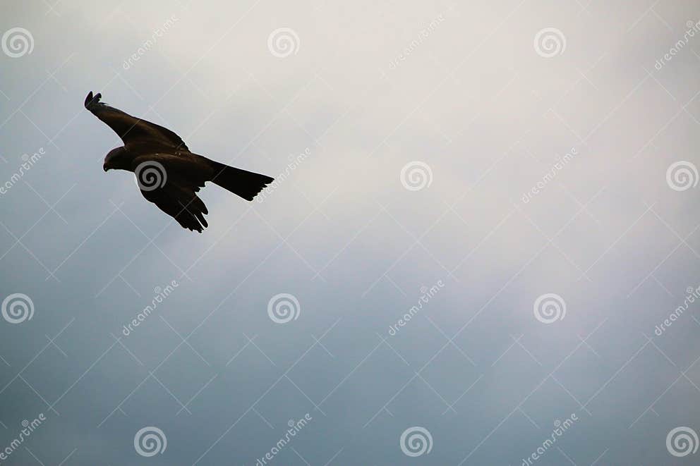 A View of a White Tailed Eagle Stock Photo - Image of wild, summer ...