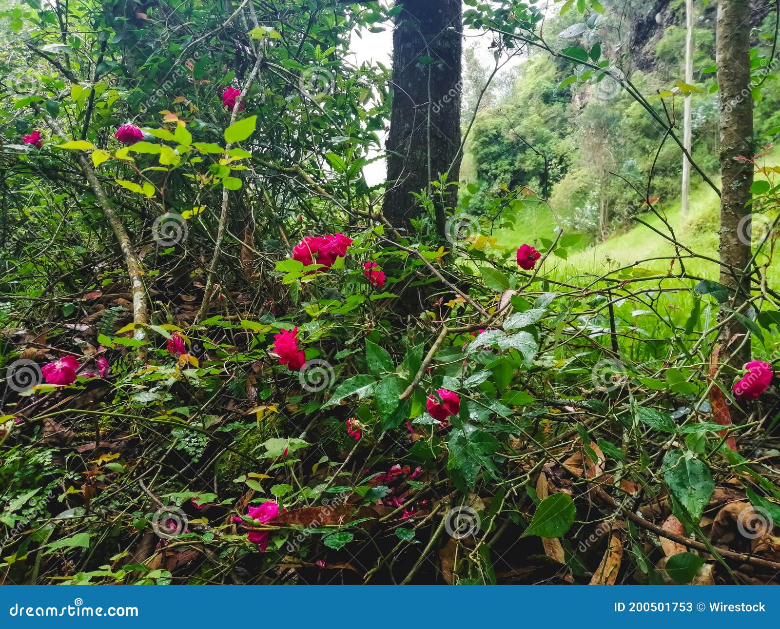 View of Wild Red Roses in the Forest Stock Image - Image of bloom ...