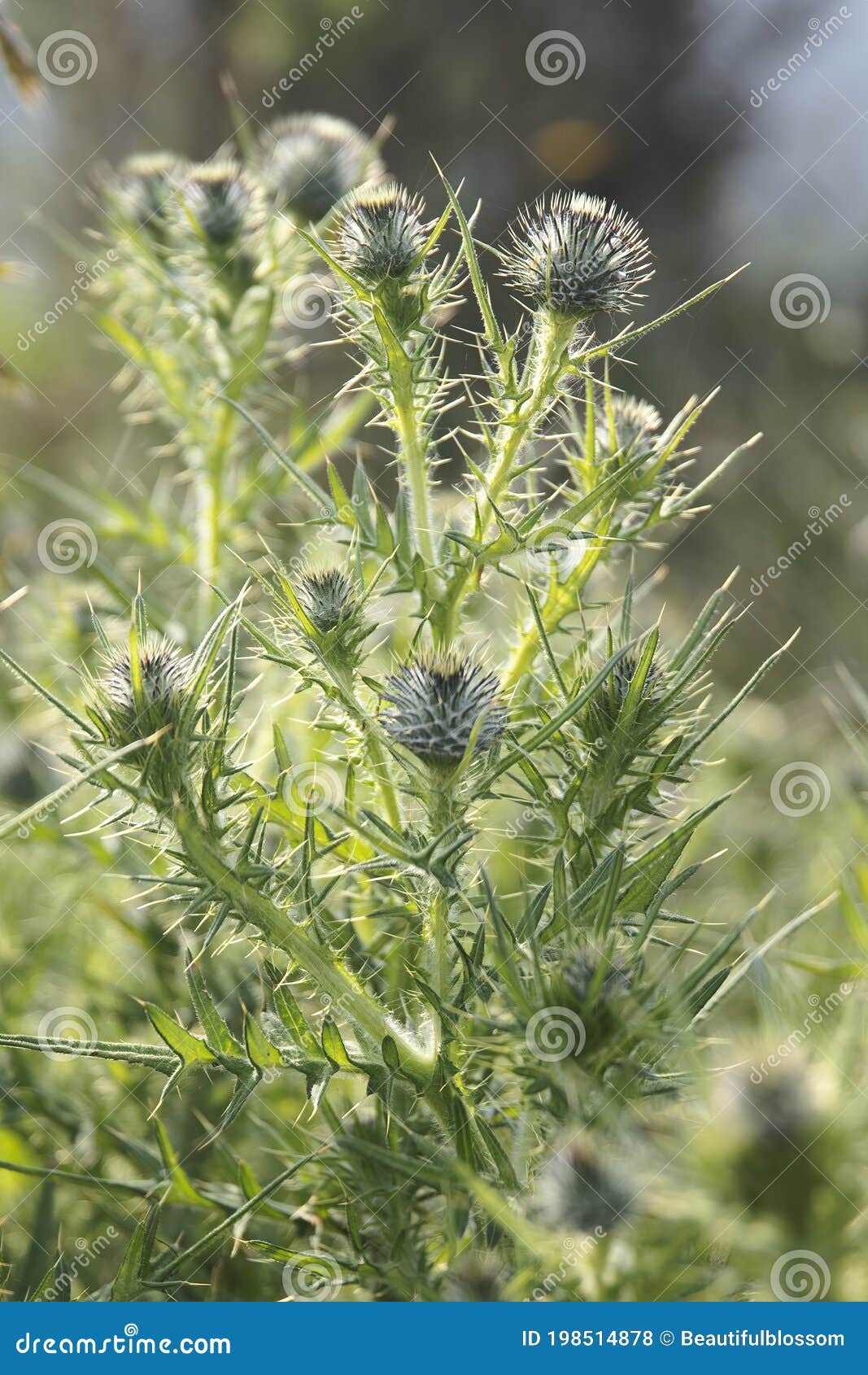 A View of Wild Sage Green Thistles in a Park Stock Photo - Image of landscape, eryngium: 198514878