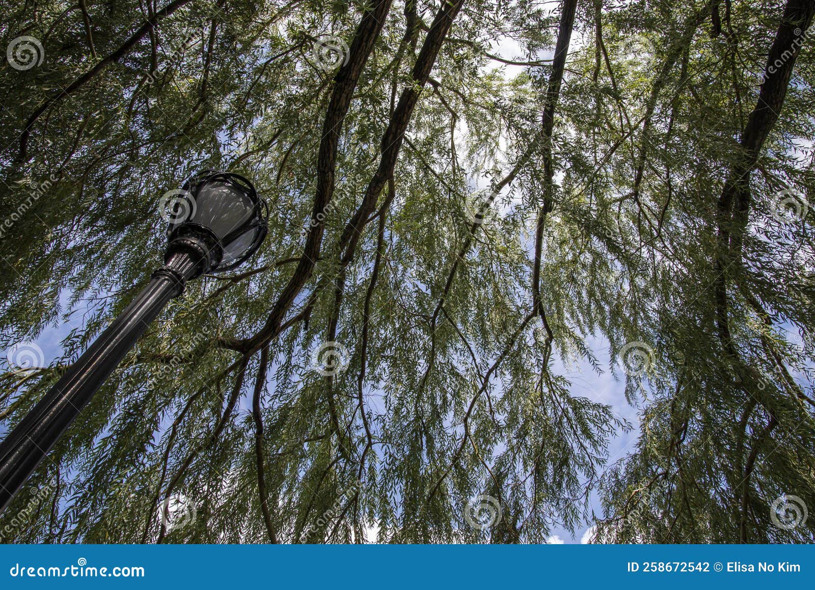 Willow tree stock photo. Image of woods, tall, summer - 258672542