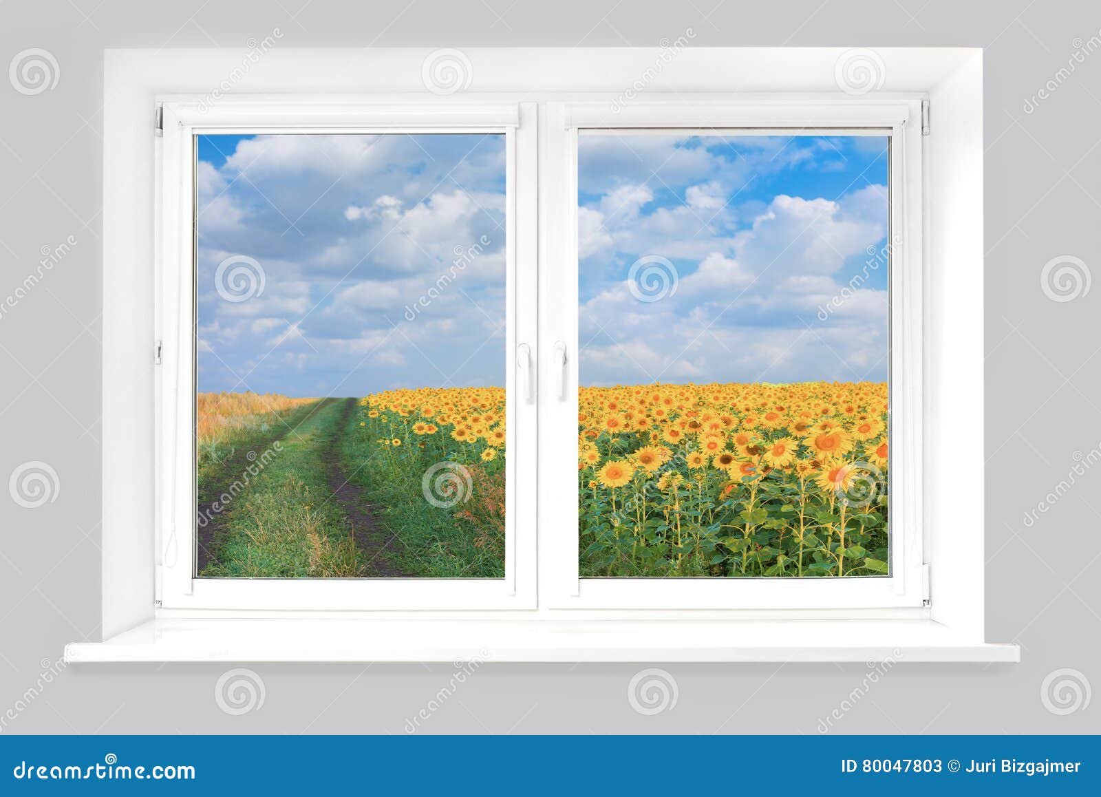 View from Window on Field with Sunflowers Stock Image - Image of ...