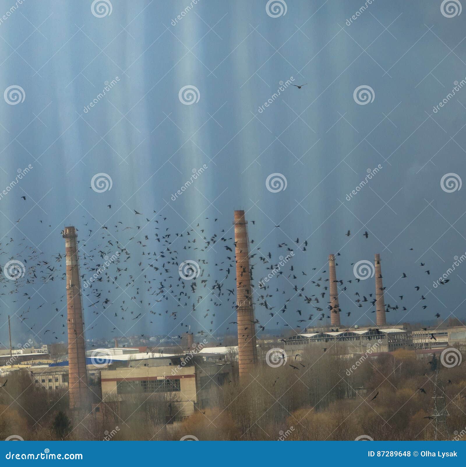 View from the Window a Flock of Crows Around Pipes Stock Photo - Image ...