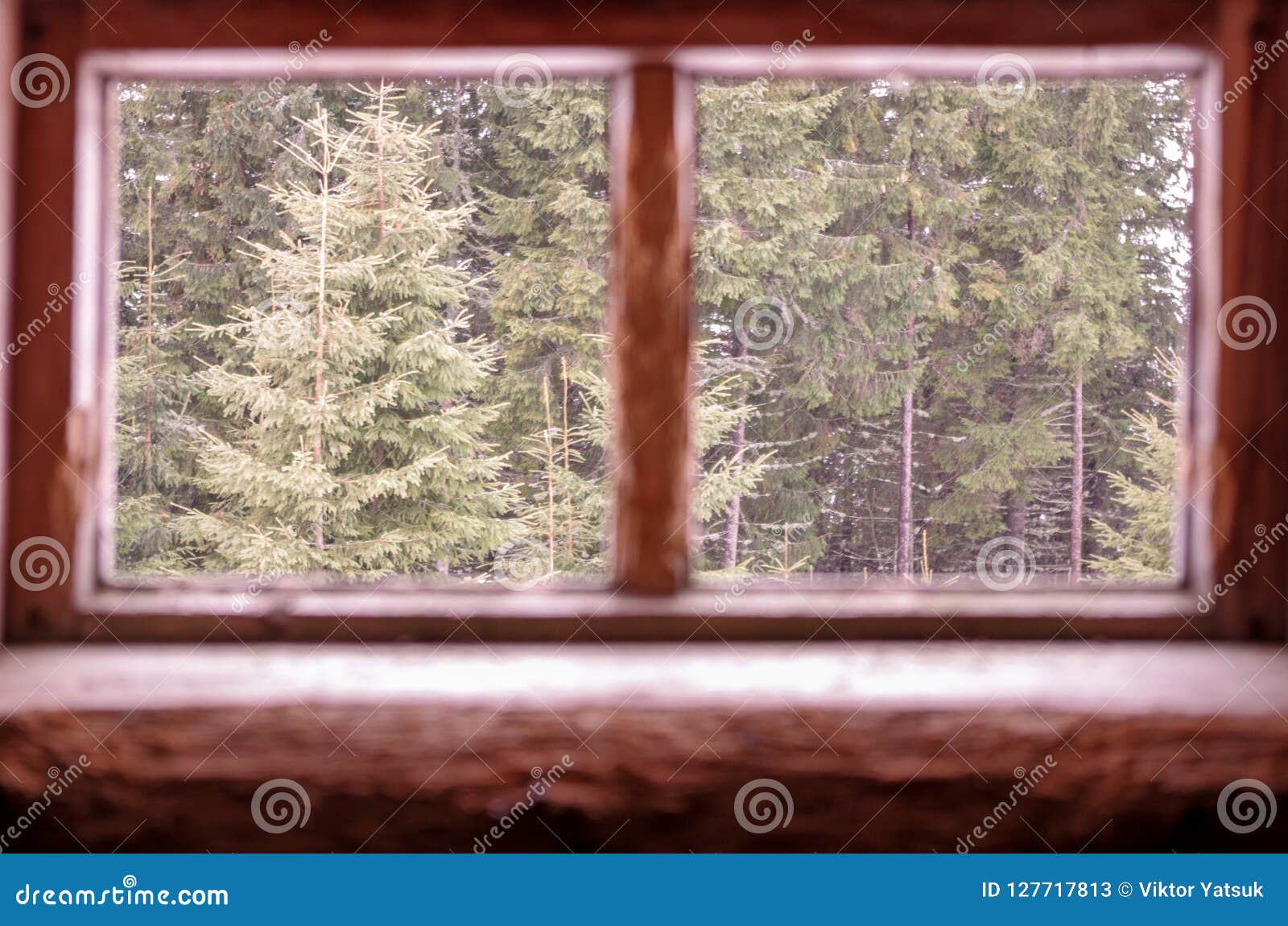View from the Window into the Forest. the Forest Outside the Window ...