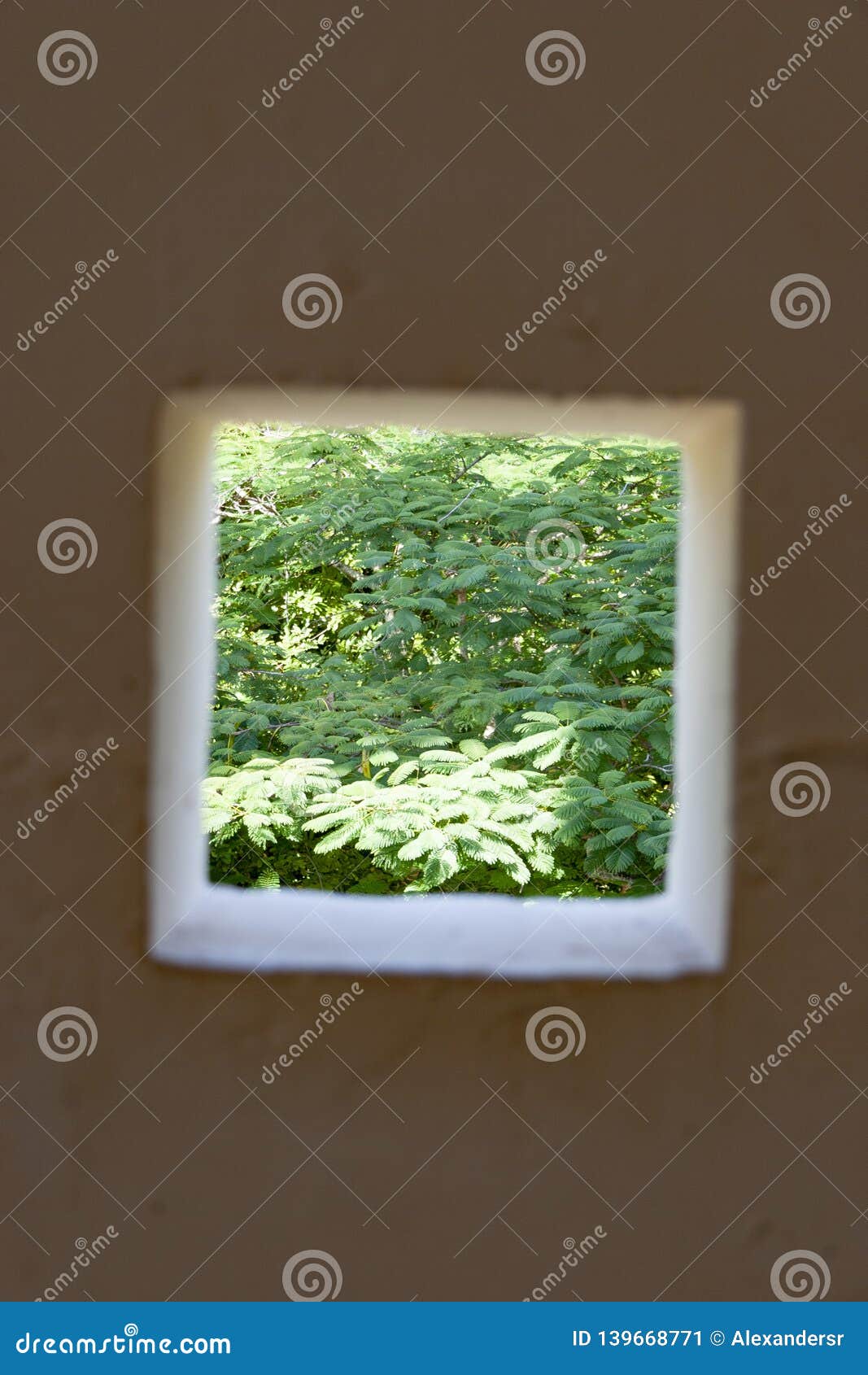 View through a Window of a Group of Ferns Stock Image - Image of garden ...