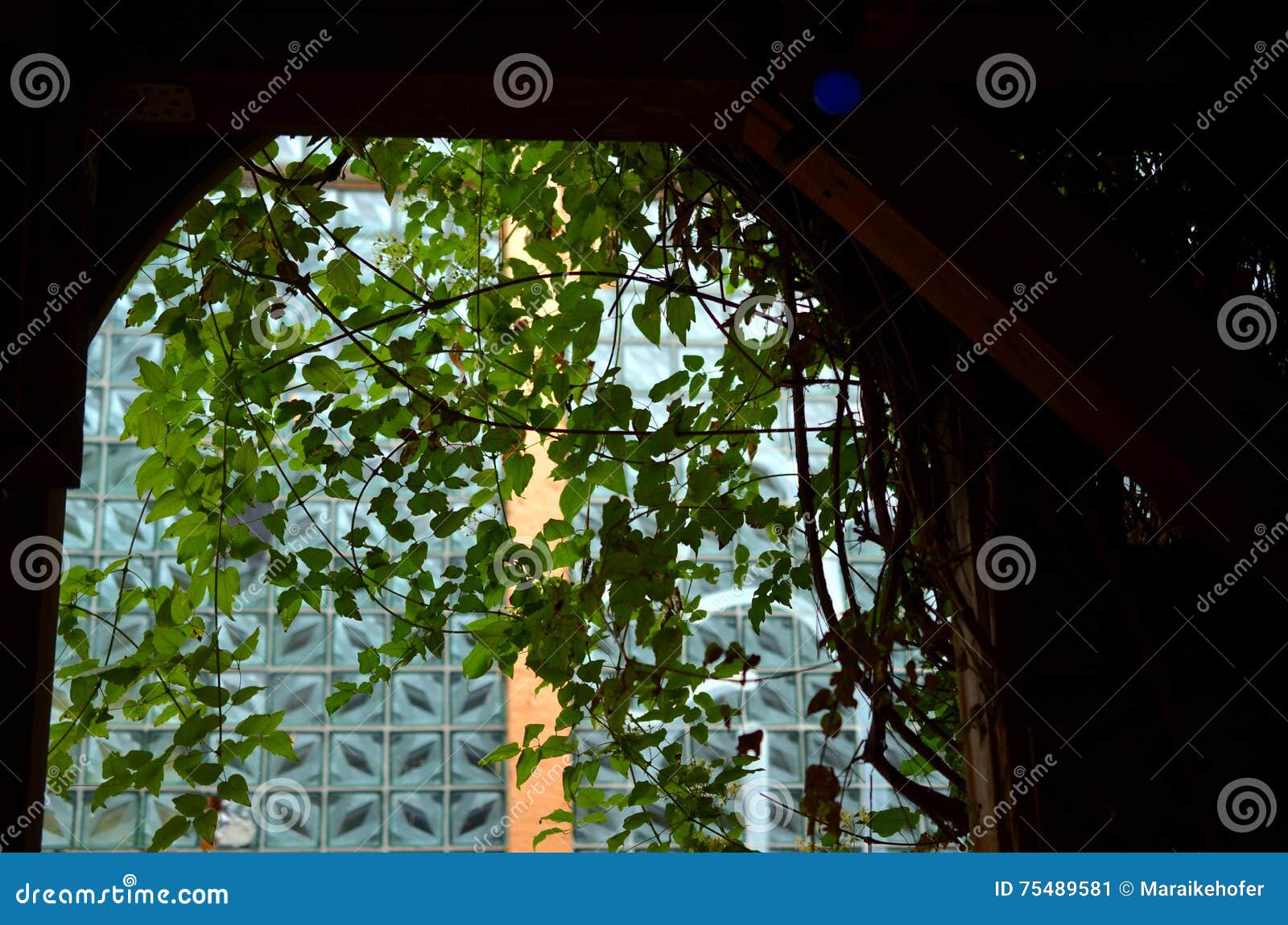 View through a Window with Hanging Plants Stock Image - Image of ...