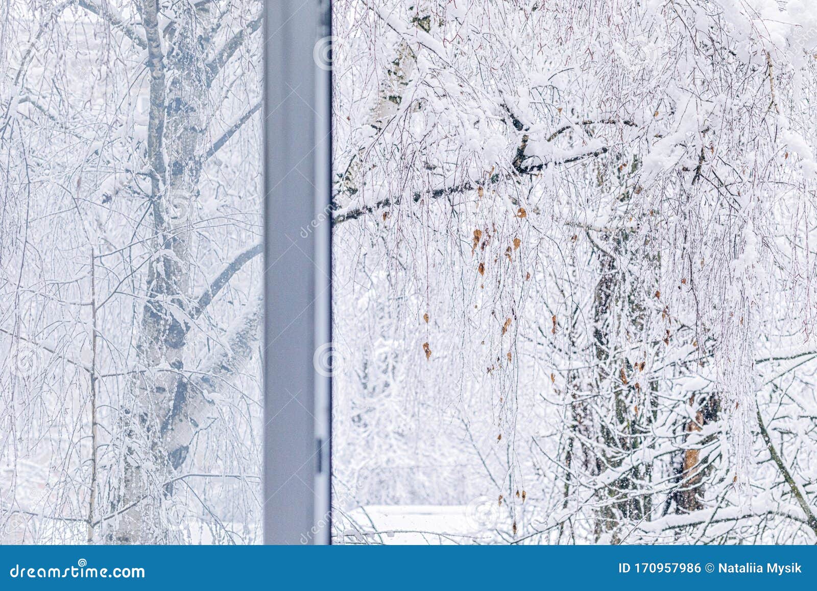View from the Window at Snow Covered Trees Stock Photo - Image of ...