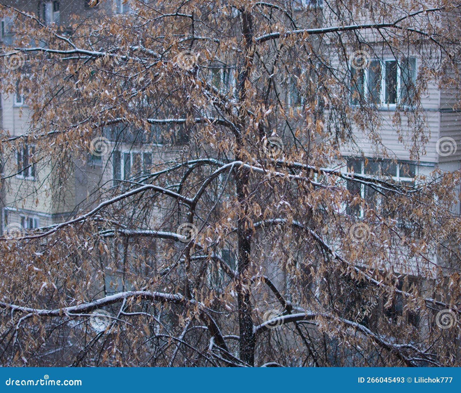 Tre with Fallen Leaves in the Snow Stock Image - Image of leaves, view ...