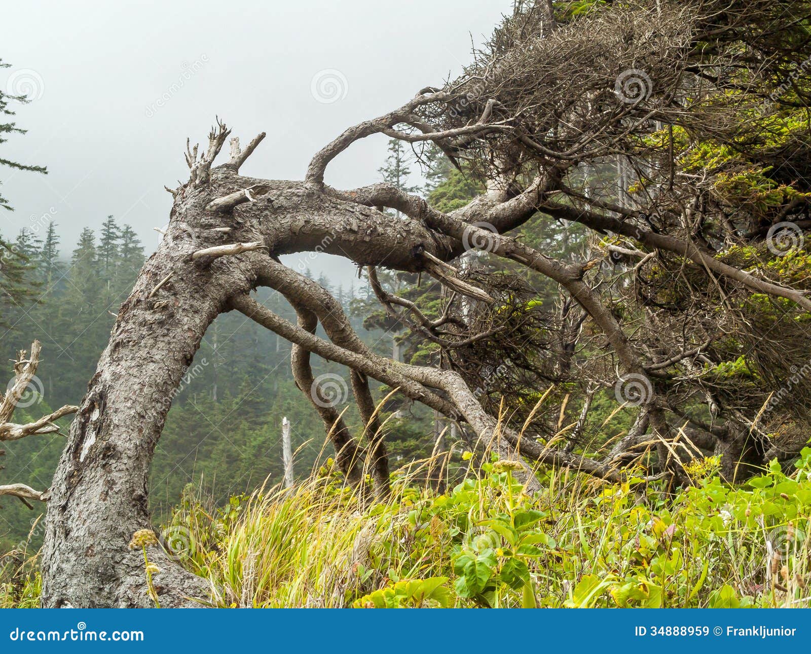 View of the Windswept Trees Stock Image - Image of rock, dream: 34888959