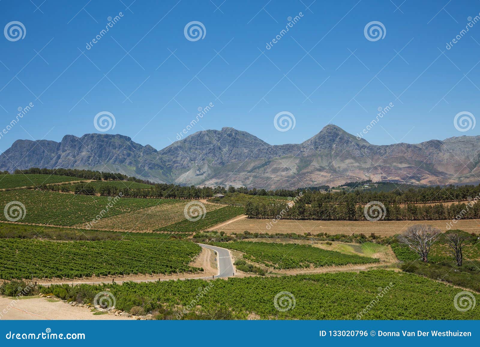 View of a wine farm stock photo. Image of farm, scenery - 133020796