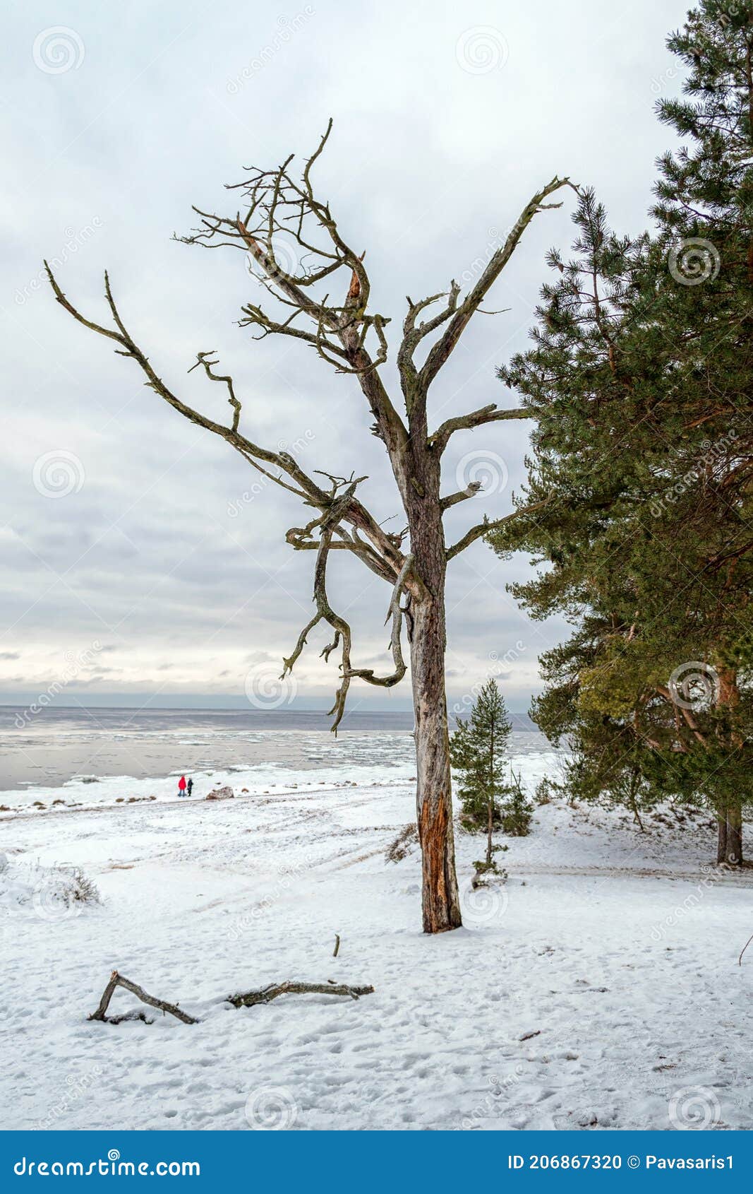 View of the Winter Baltic Sea through the Branches of Trees Stock Photo ...