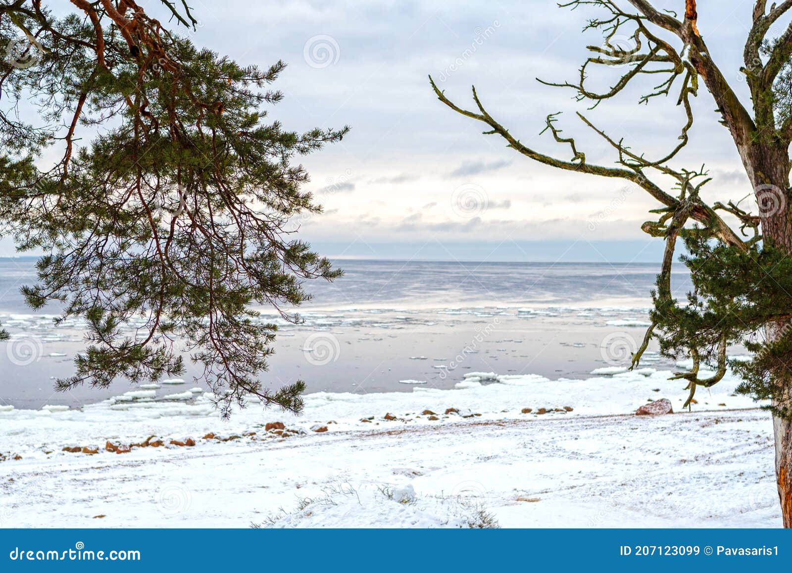 View of the Winter Baltic Sea through the Branches of Trees Stock Image ...
