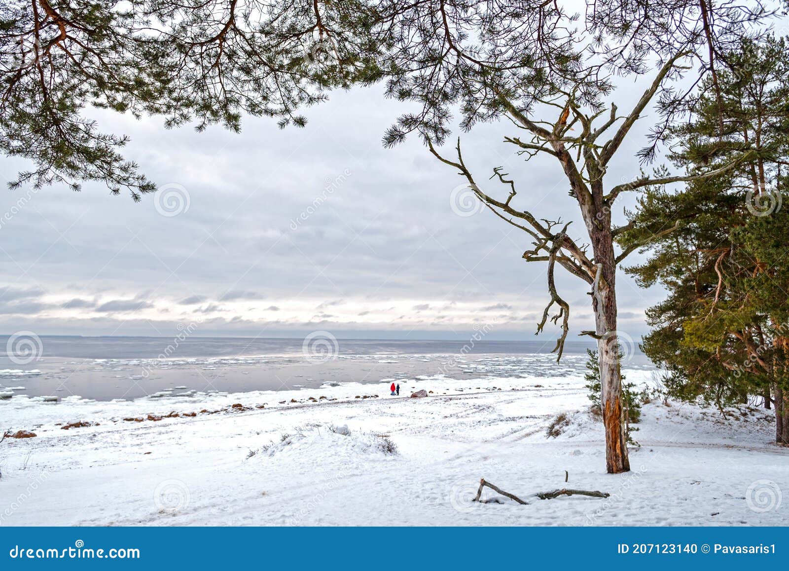 View of the Winter Baltic Sea through the Branches of Trees Stock Photo ...