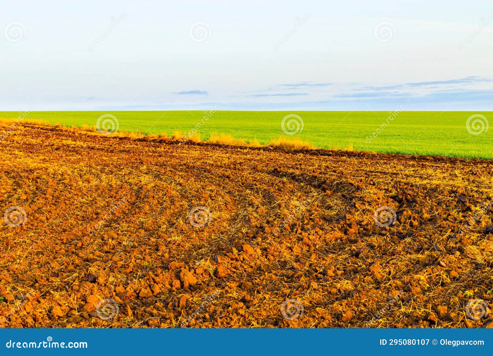 View of Winter Crops Crops in Autumn Stock Image - Image of agrnomy ...