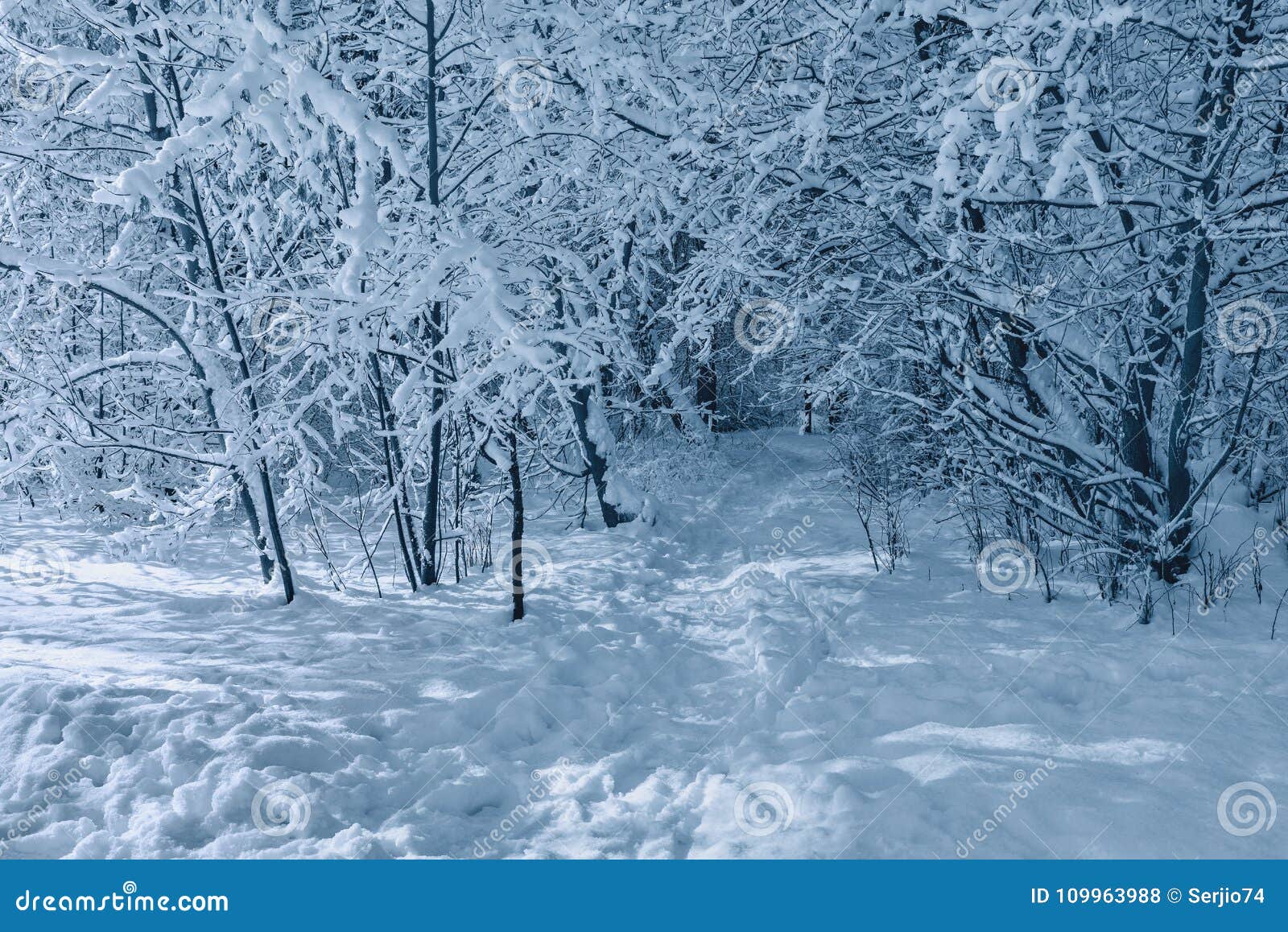 View of the Winter Forest Path. Stock Photo - Image of bush, forest ...