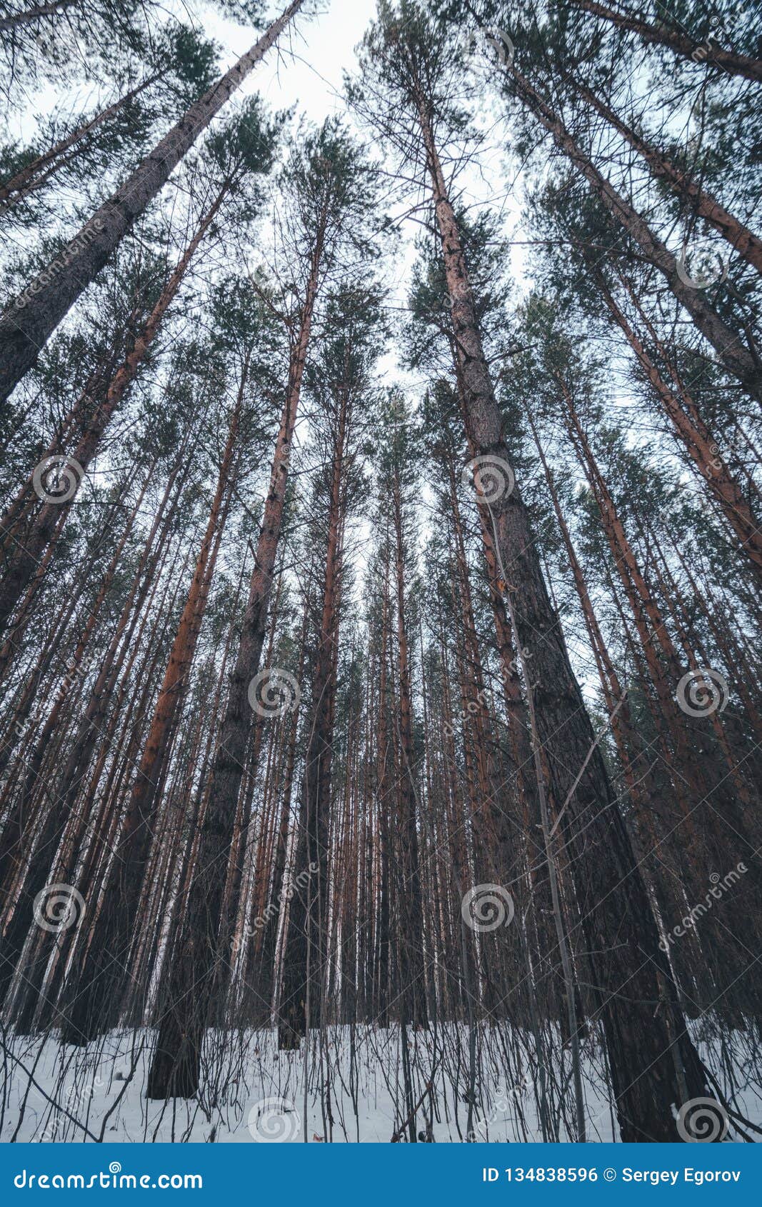 View of Winter Pine Forest Tree Tops To Canopy with Snow in the ...