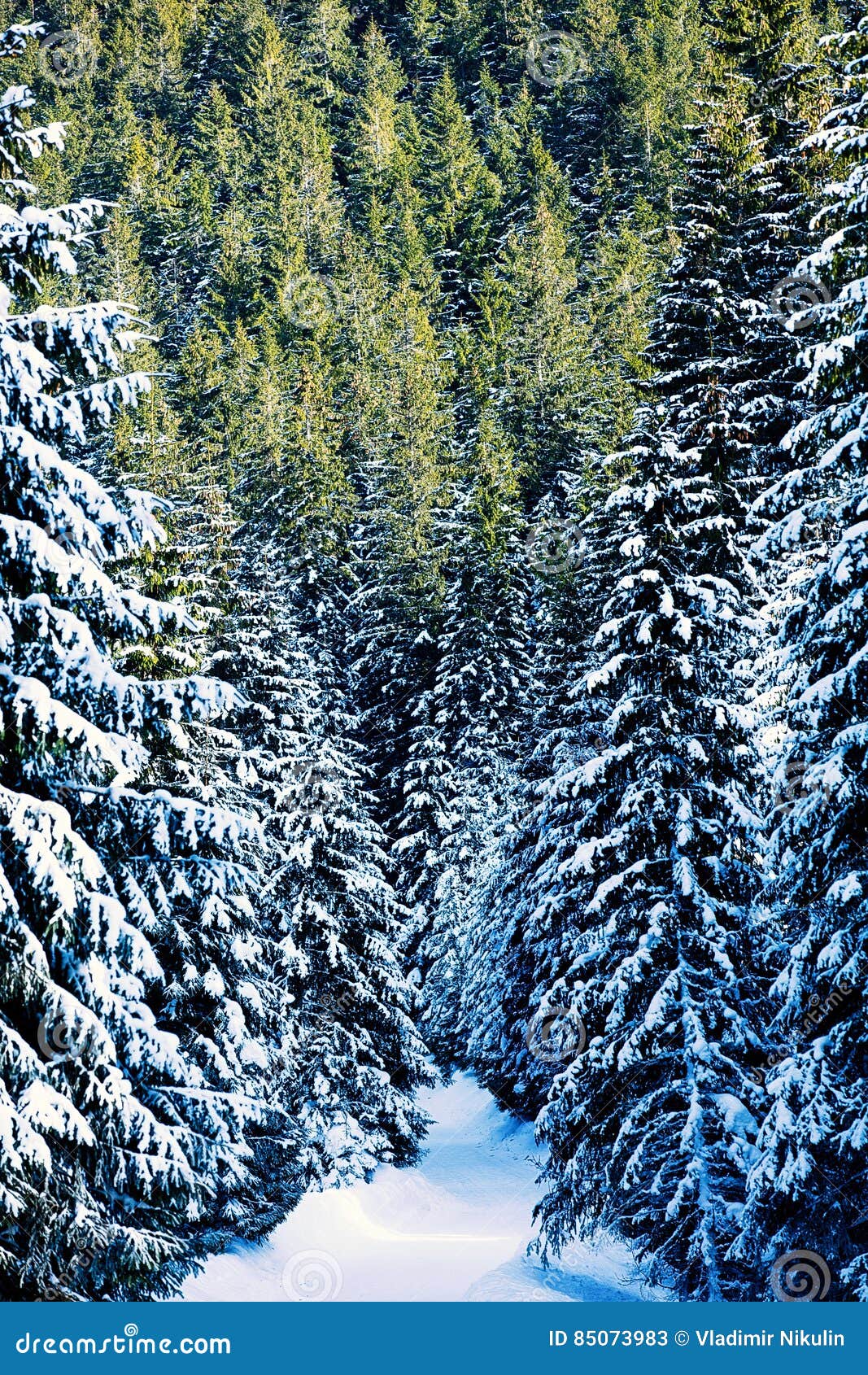 View at Winter Pine Tree Forest Stock Image - Image of curves, tatry ...