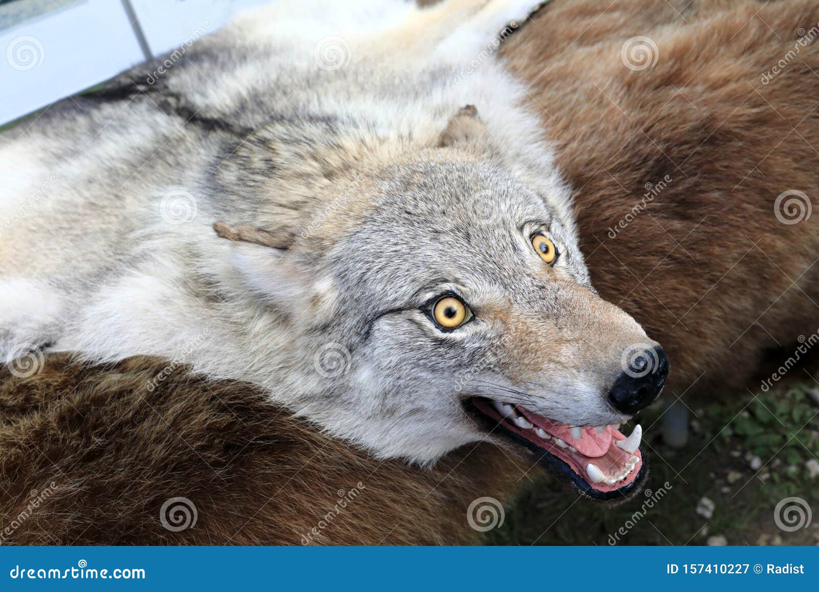 View of wolf head on fur stock image. Image of danger - 157410227