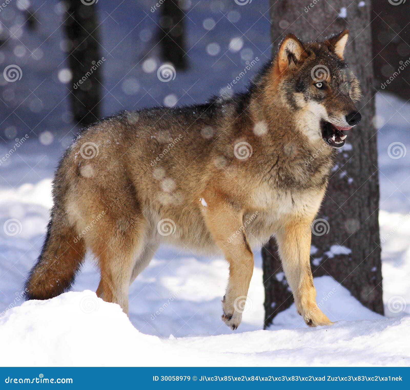 Wolf stock image. Image of creature, carnivore, predator - 30058979