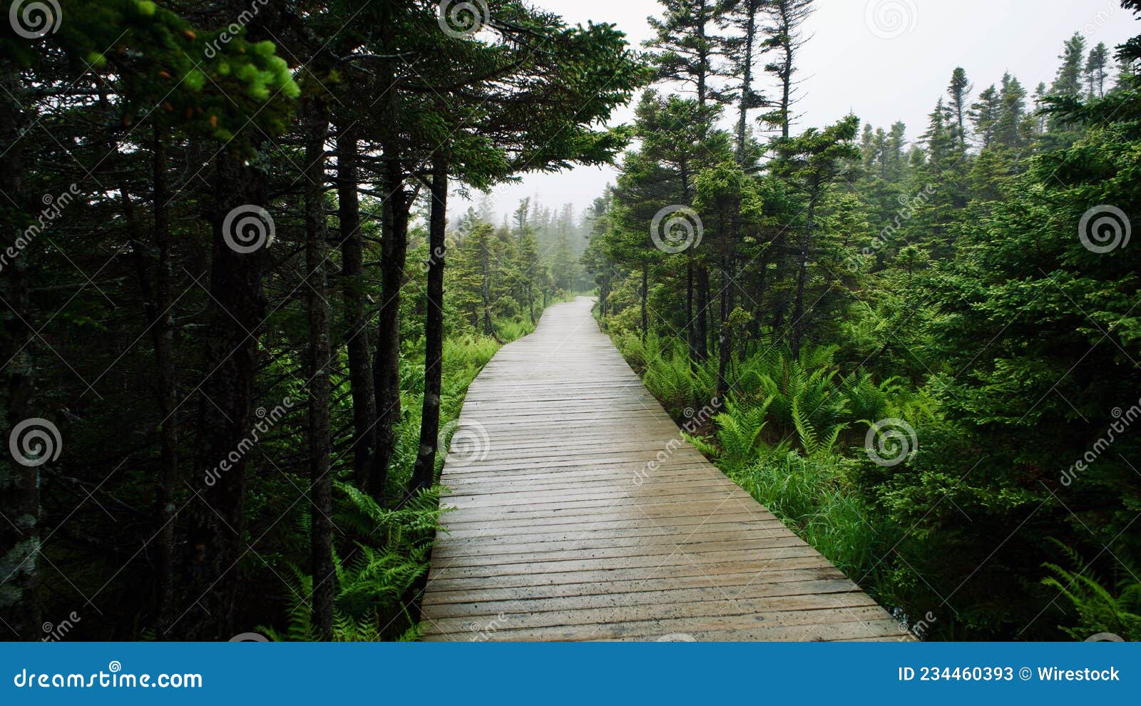 View of a Wooden Path Going through the Trees Stock Image - Image of ...