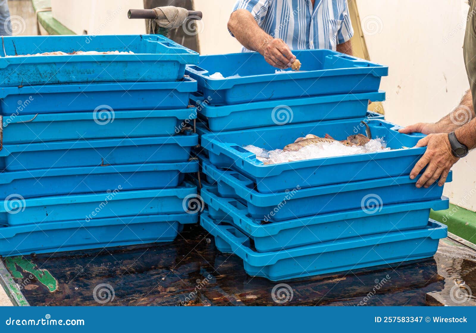 View of Workers Storing the Fish in the Blue Trays Stock Image - Image ...