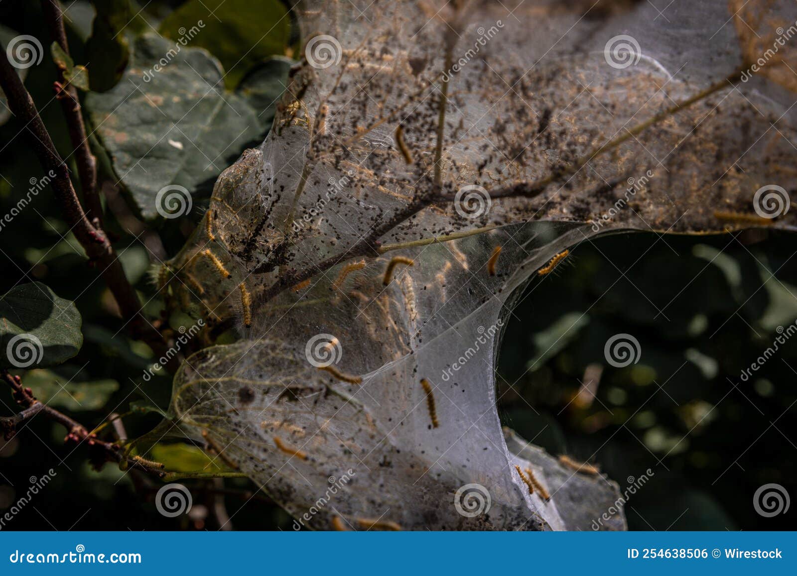 View of Worms in the Cobweb among Leaves Stock Photo - Image of foliage ...