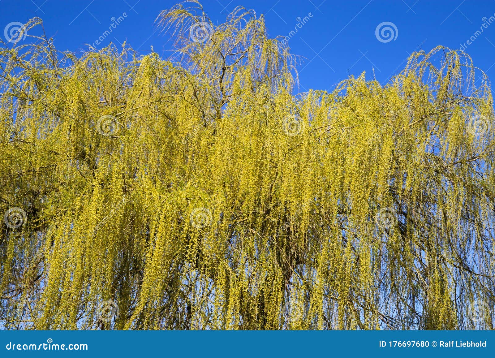 View on Yellow Blooming Willow Tree Against Blue Sky in Spring ...