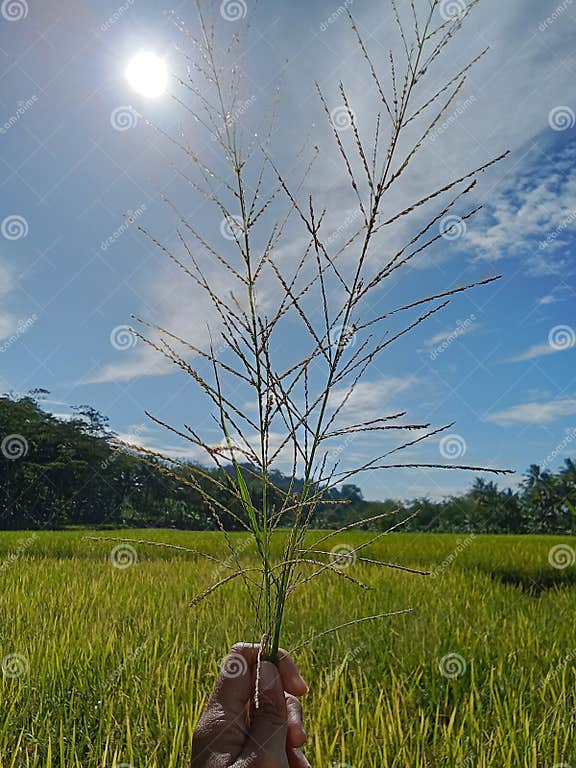 View of Yellow Rice Fields with Tall Grass and Clouds Stock Image ...