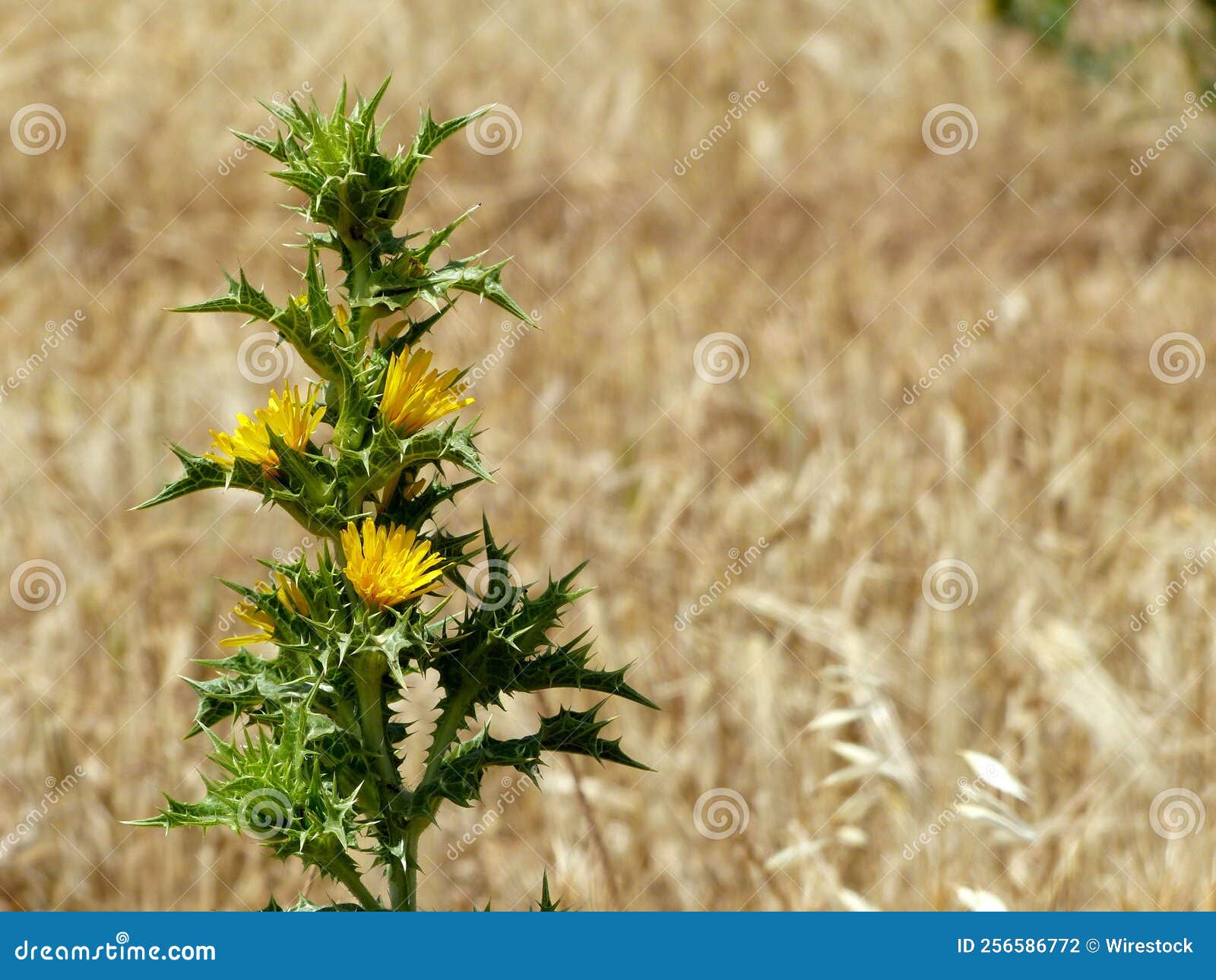 View of the yellow thistle stock photo. Image of summer - 256586772