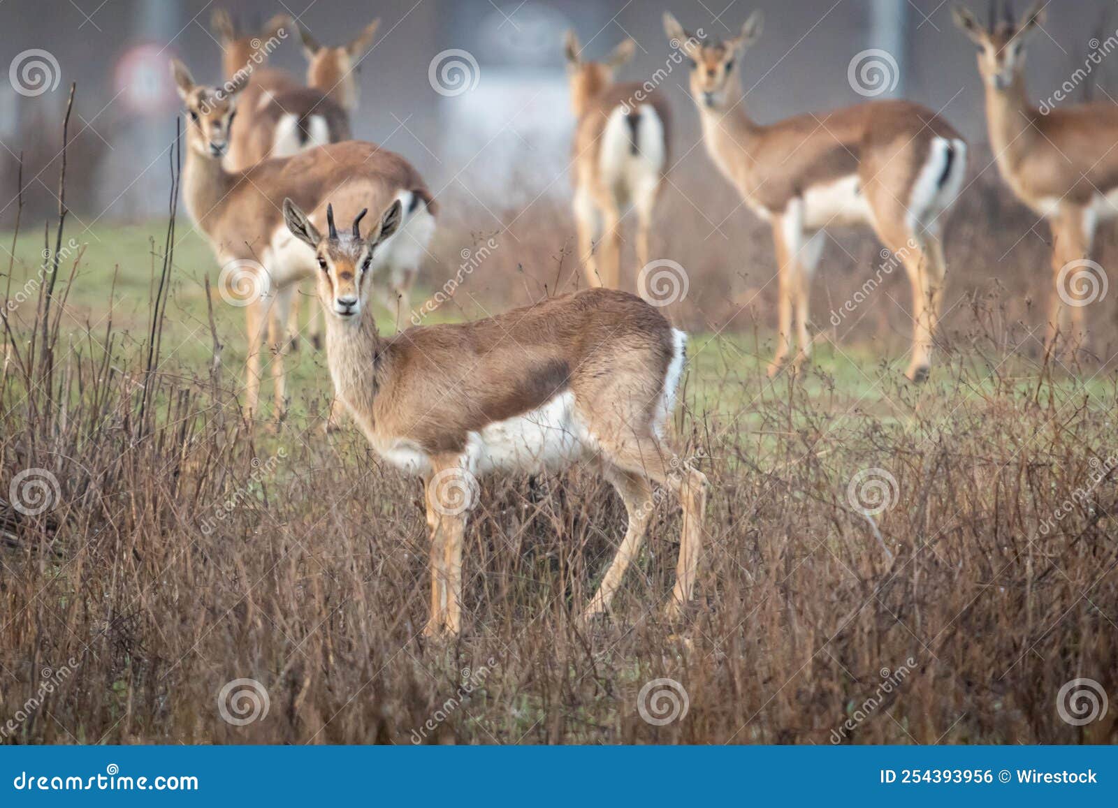 View of the Young Antelopes in the Nature Stock Photo - Image of africa ...