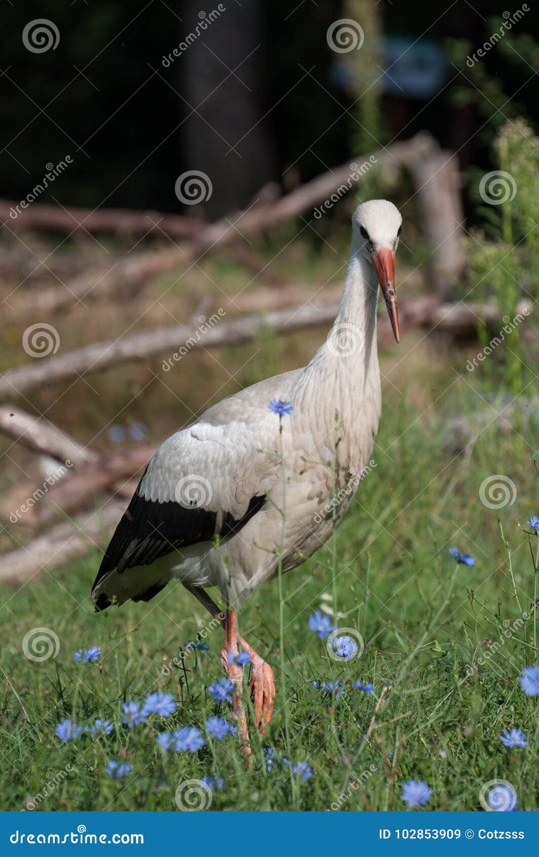 Young Cute Stork Surrounded by Cornflowers Stock Image - Image of ...